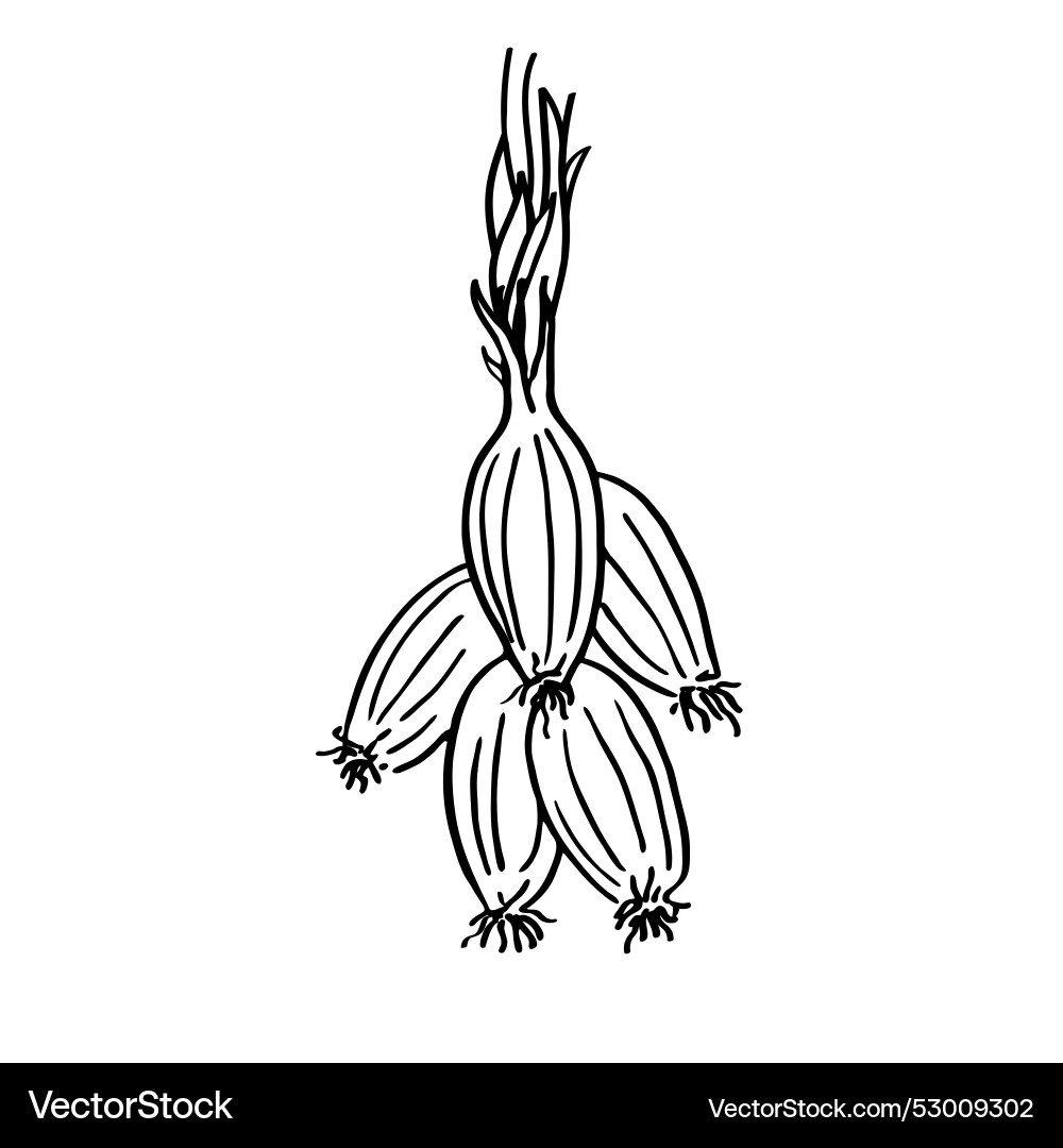 Hand drawn sketch of shallots Royalty Free Vector Image