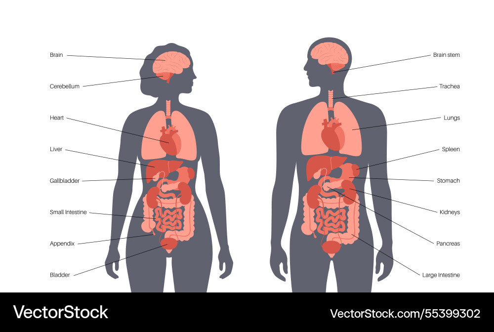 Human internal organs Royalty Free Vector Image