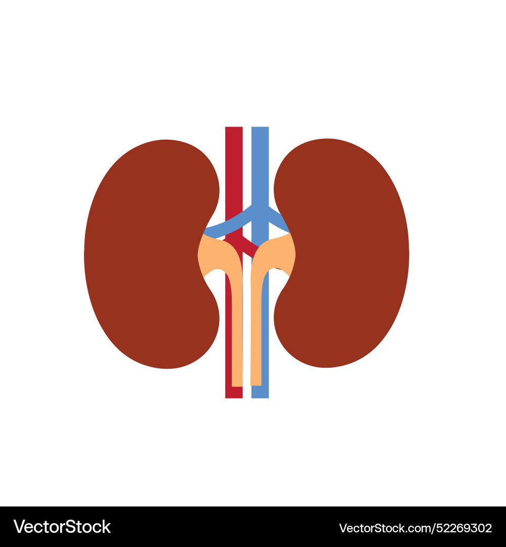 Kidney renal flat realistic icon human Royalty Free Vector