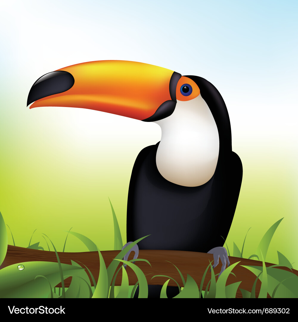 Toucan cartoon Royalty Free Vector Image - VectorStock