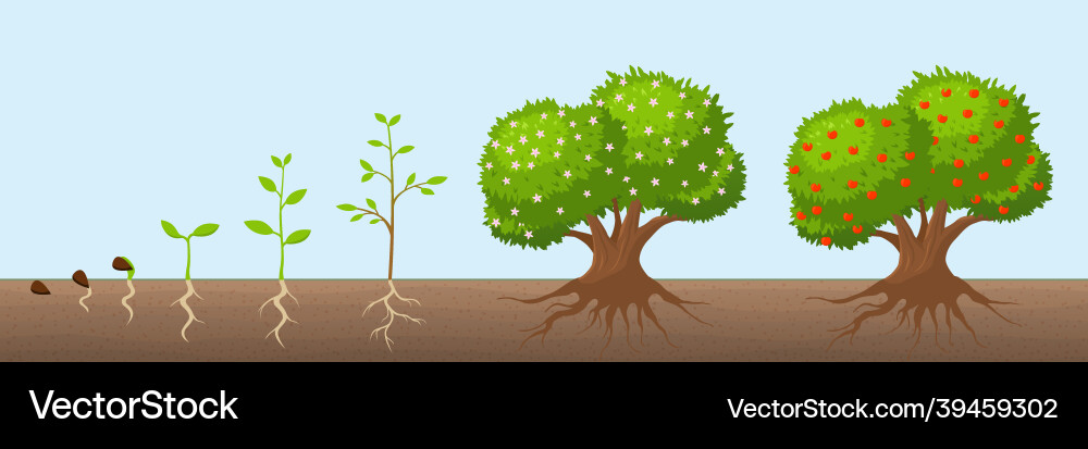 Tree growth cycle natural farming trees grows Vector Image