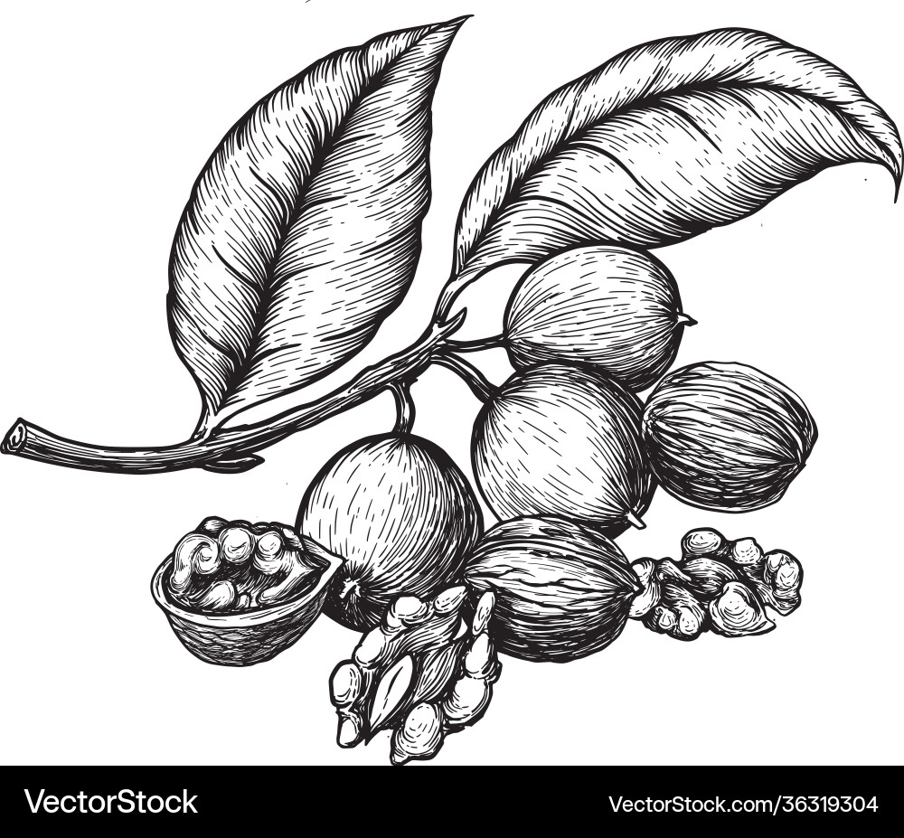 Walnuts whole and halves a branch walnut Vector Image