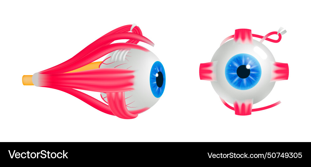 Human eyeball anatomy set Royalty Free Vector Image