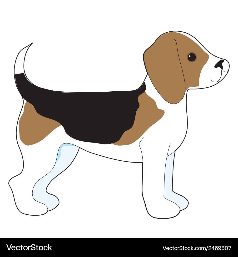 Beagle Royalty Free Vector Image - VectorStock
