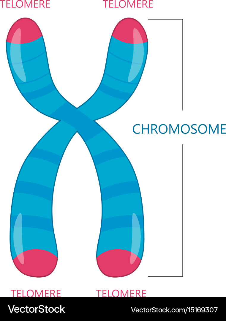 Chromosome Telomere Structure Royalty Free Vector Image
