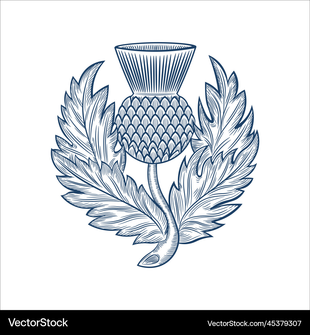 Scottish thistle emblem badge design Royalty Free Vector