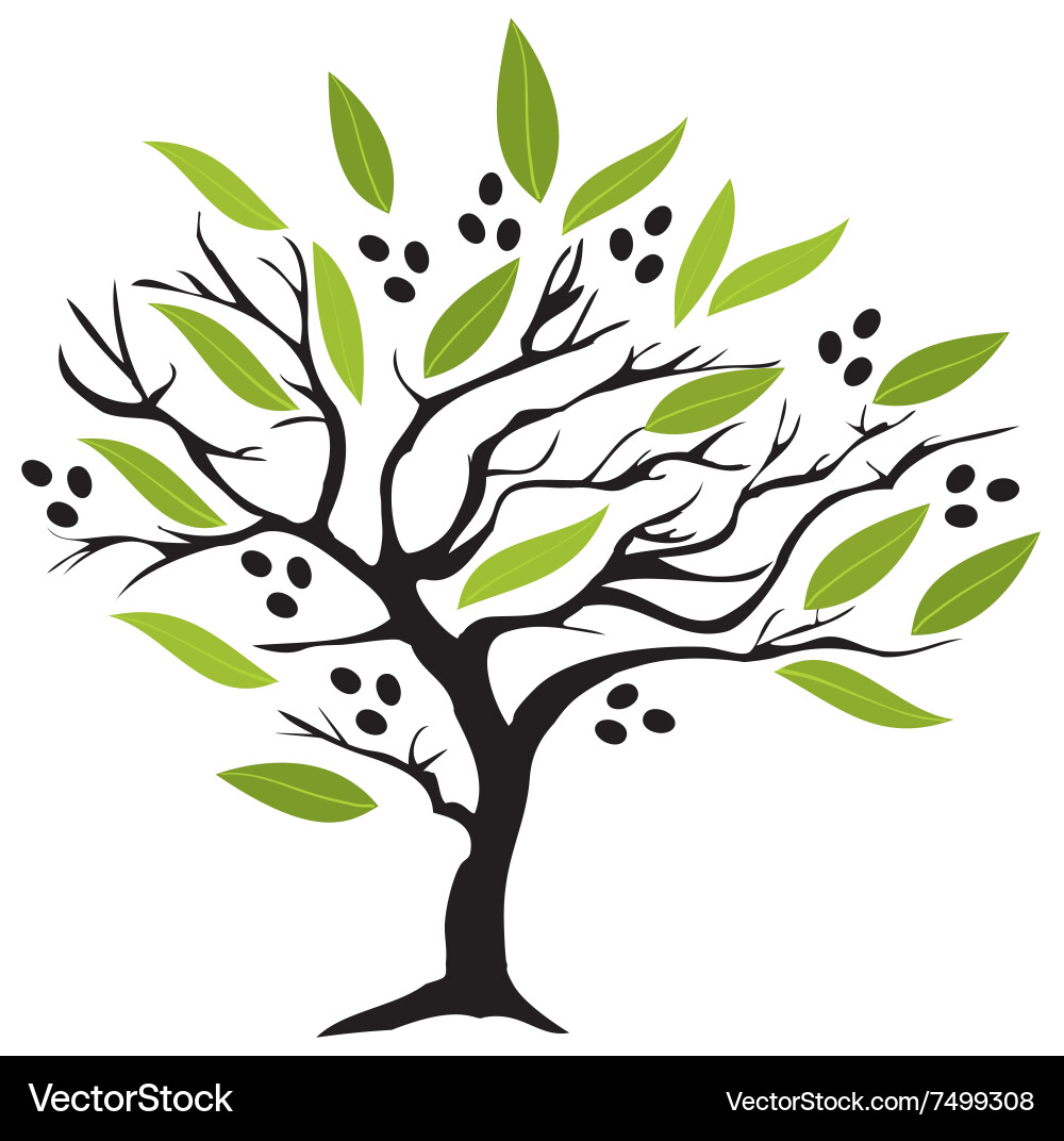 Olive tree Royalty Free Vector Image - VectorStock