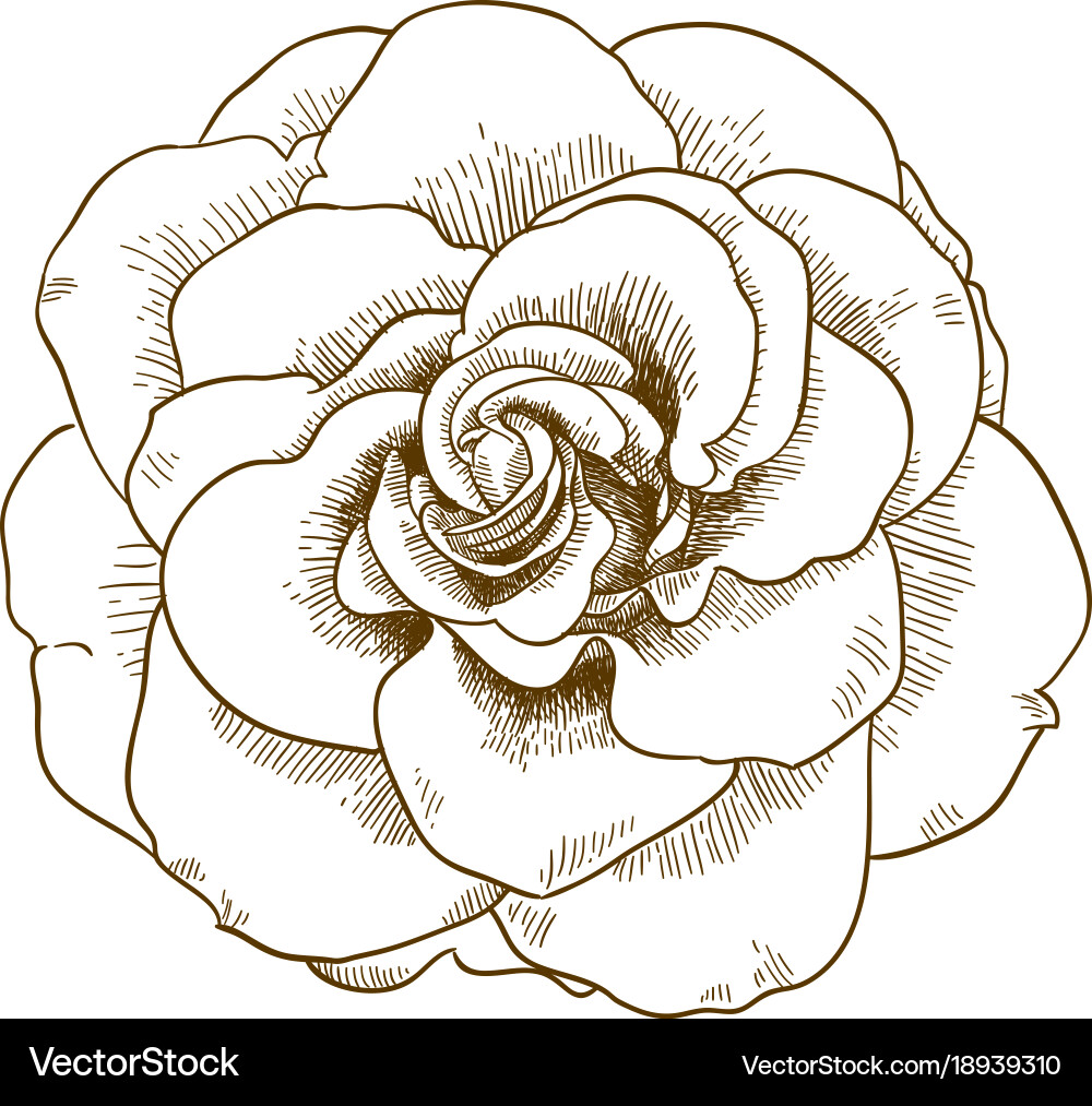 Engraving of rose flower Royalty Free Vector Image