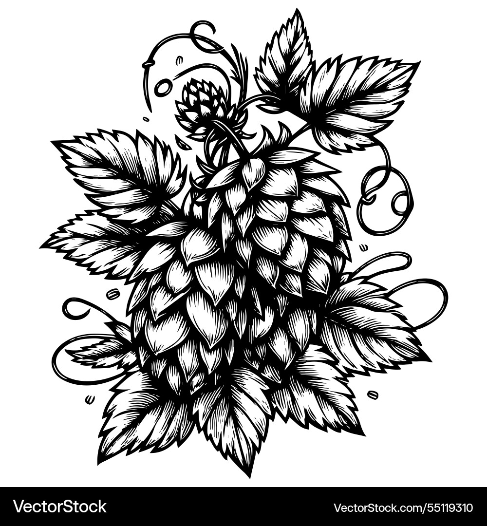 Hops plant leaves engraving Royalty Free Vector Image