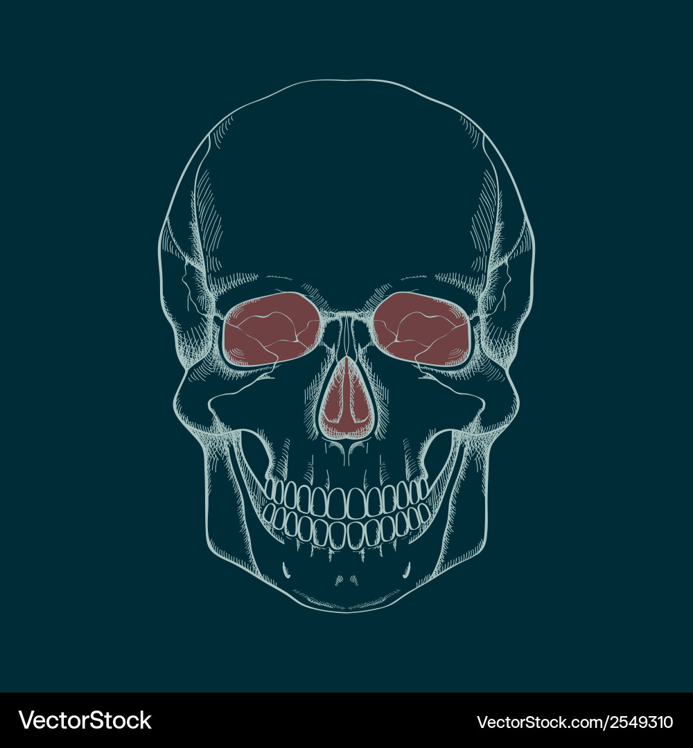 Human skull Royalty Free Vector Image - VectorStock