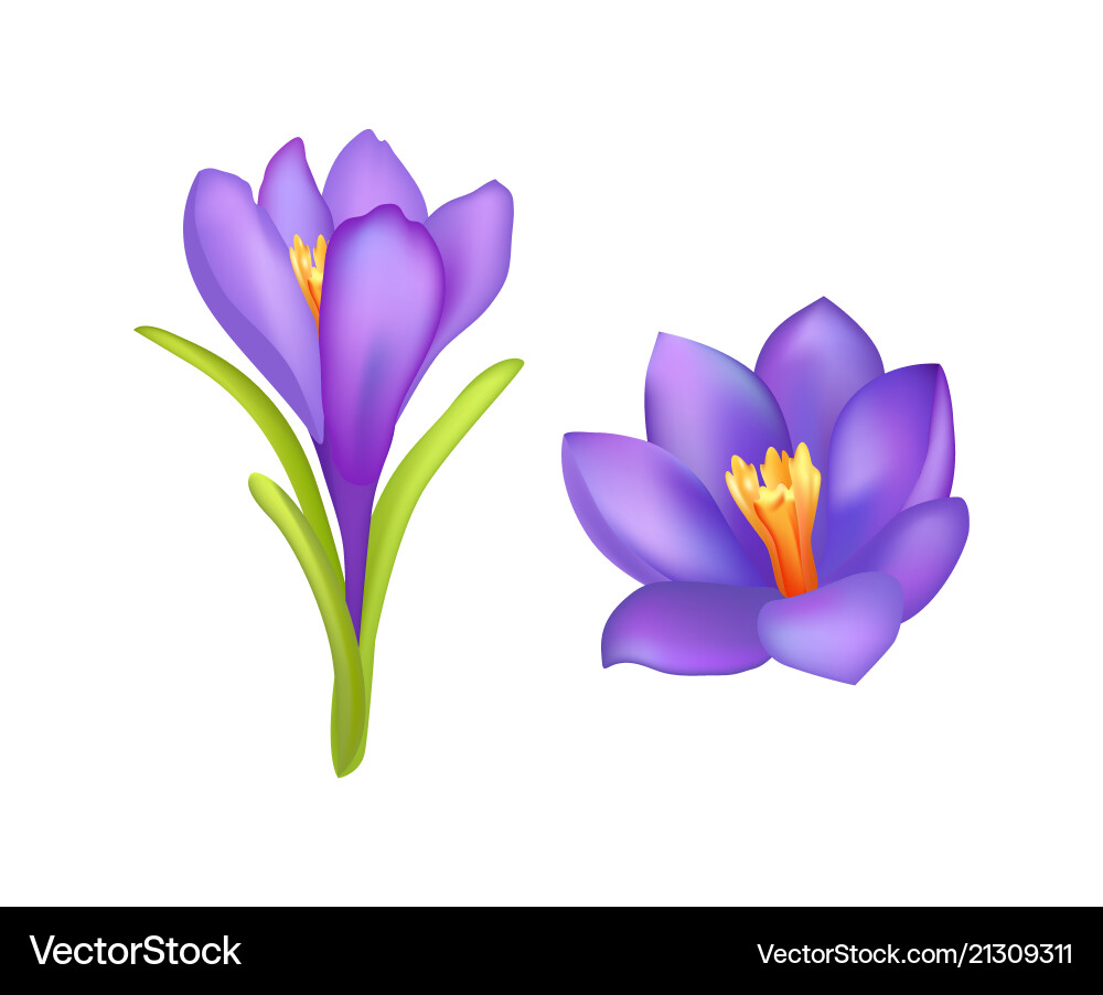 Crocus springtime flowers blooming purple buds Vector Image