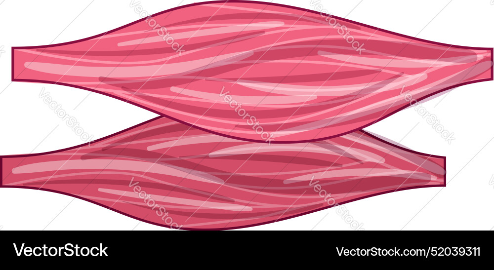 Human muscle tissue showing Royalty Free Vector Image