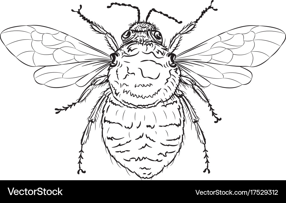 Bumble bee line art Royalty Free Vector Image - VectorStock
