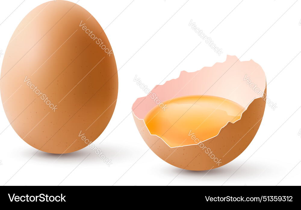 Chicken eggs Royalty Free Vector Image - VectorStock