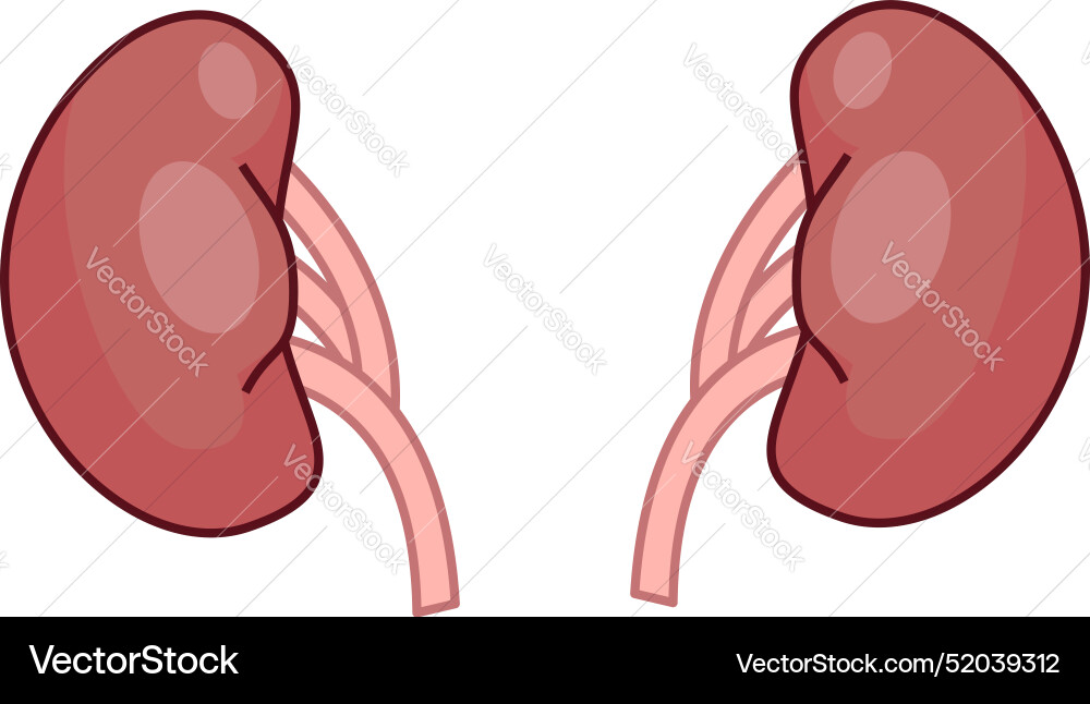 Human kidneys filtering blood in urinary system Vector Image
