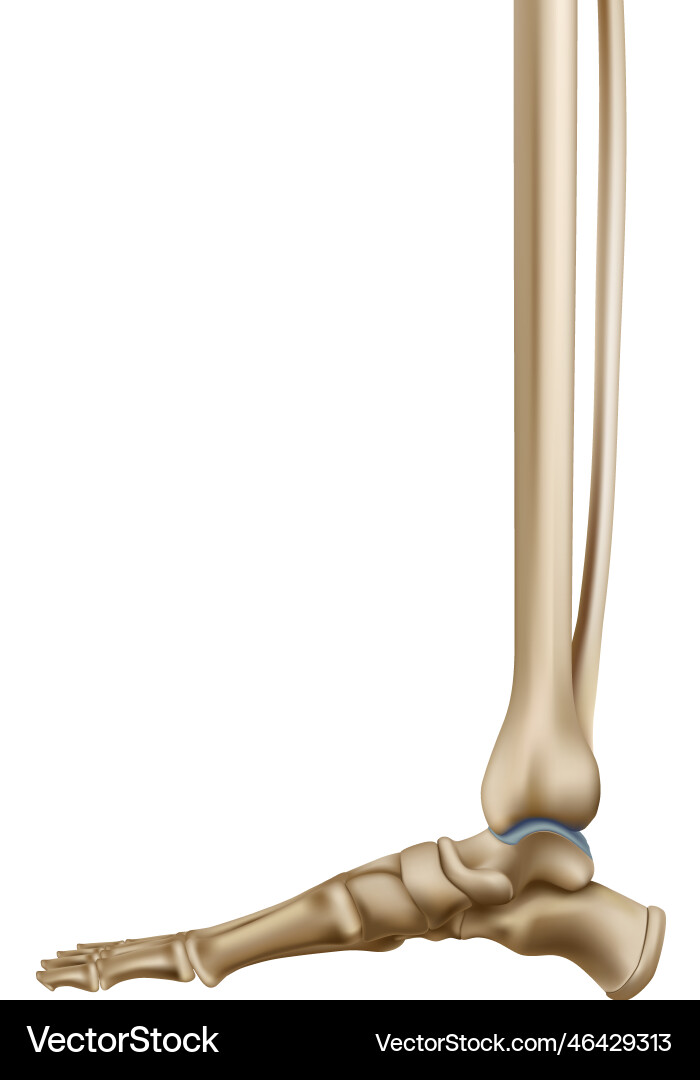 Realistic foot bones Royalty Free Vector Image