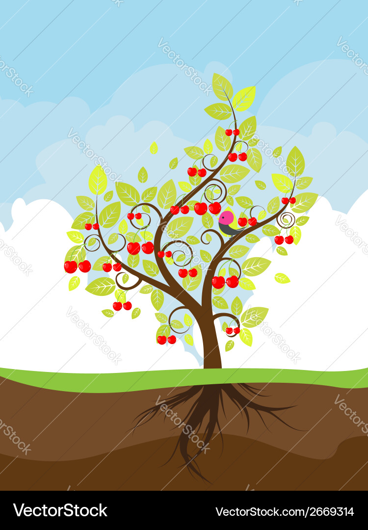 Stylized cherry tree Royalty Free Vector Image