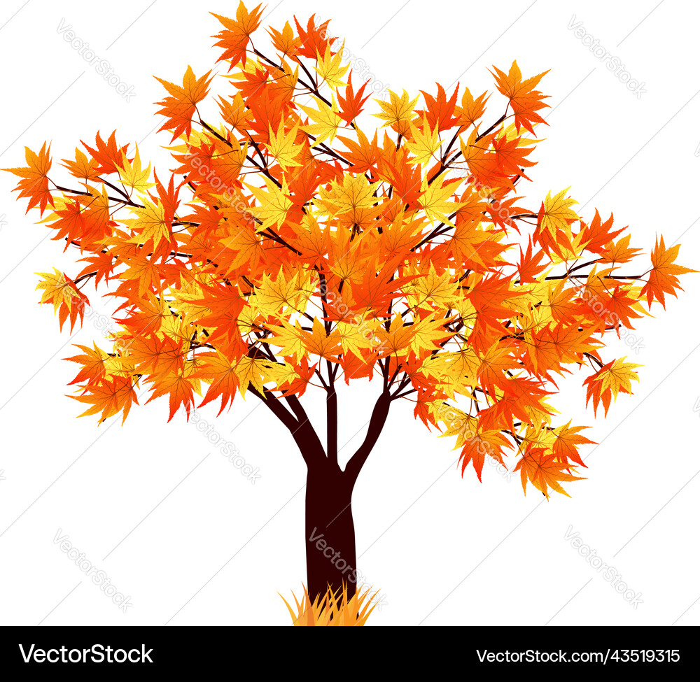 Fall tree Royalty Free Vector Image - VectorStock