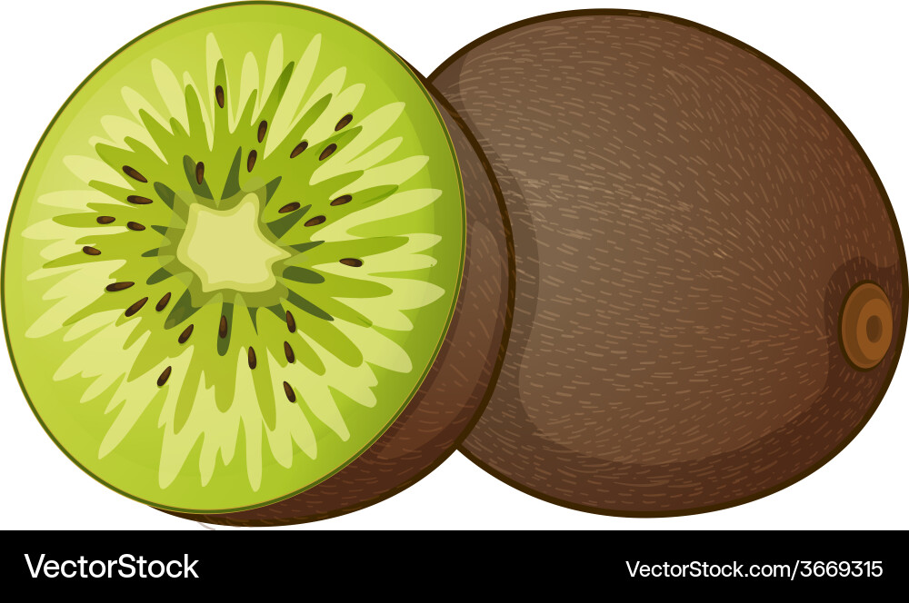 Kiwi fruit Royalty Free Vector Image - VectorStock