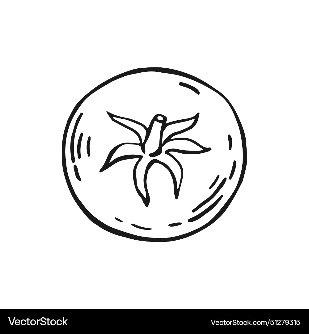 Tomato hand drawn Royalty Free Vector Image - VectorStock