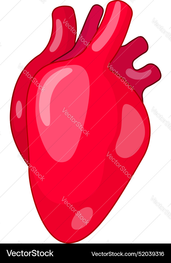Human heart beating pumping blood Royalty Free Vector Image