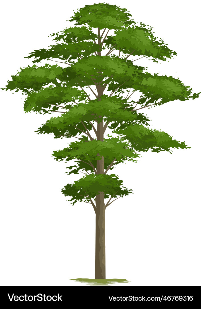 Pine realistic Royalty Free Vector Image - VectorStock