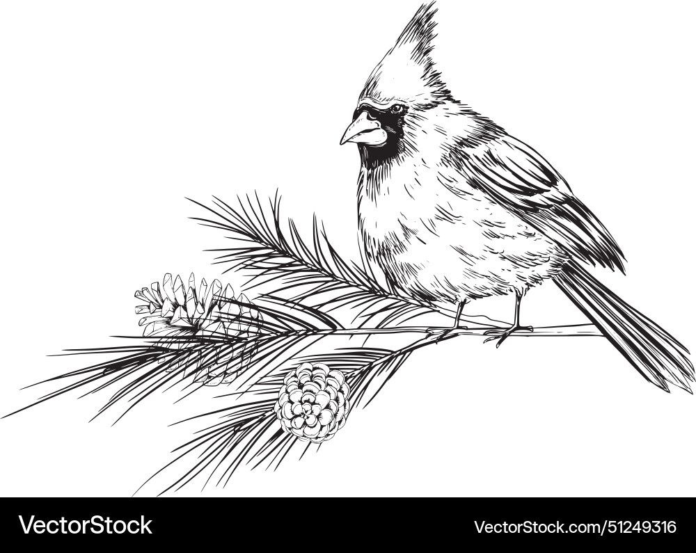 Red cardinal bird on a branch sketch Royalty Free Vector