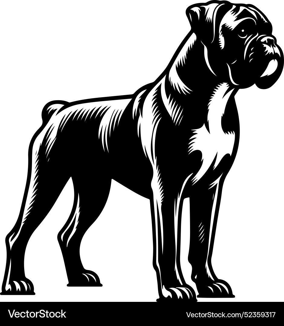 Boxer dog silhouette collection on white Vector Image