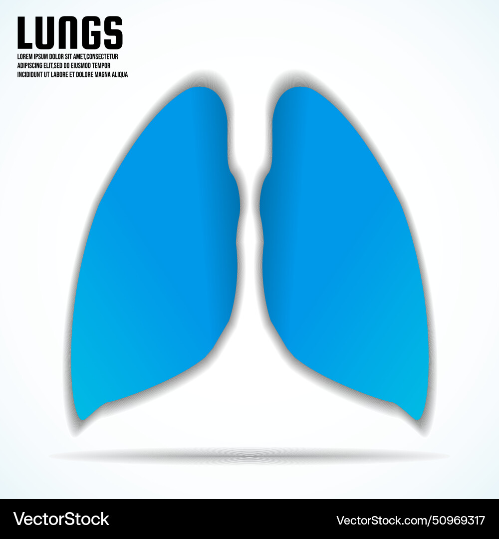 Lungs with shadow on a white background medical Vector Image