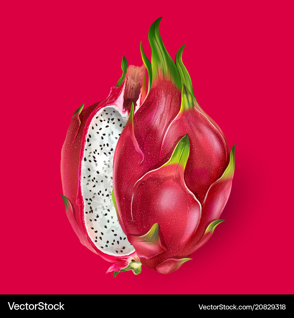 Dragon fruit Royalty Free Vector Image - VectorStock