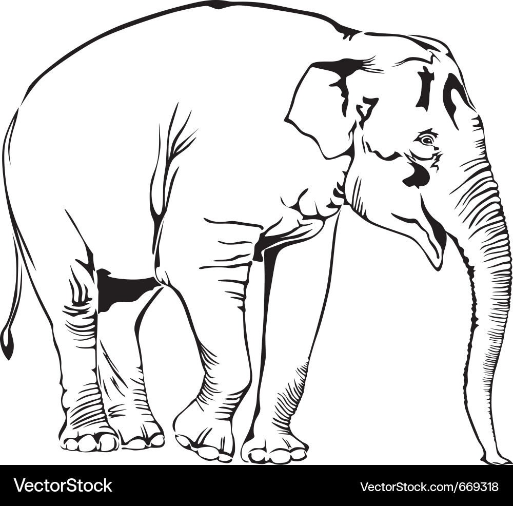 Elephant Royalty Free Vector Image - VectorStock