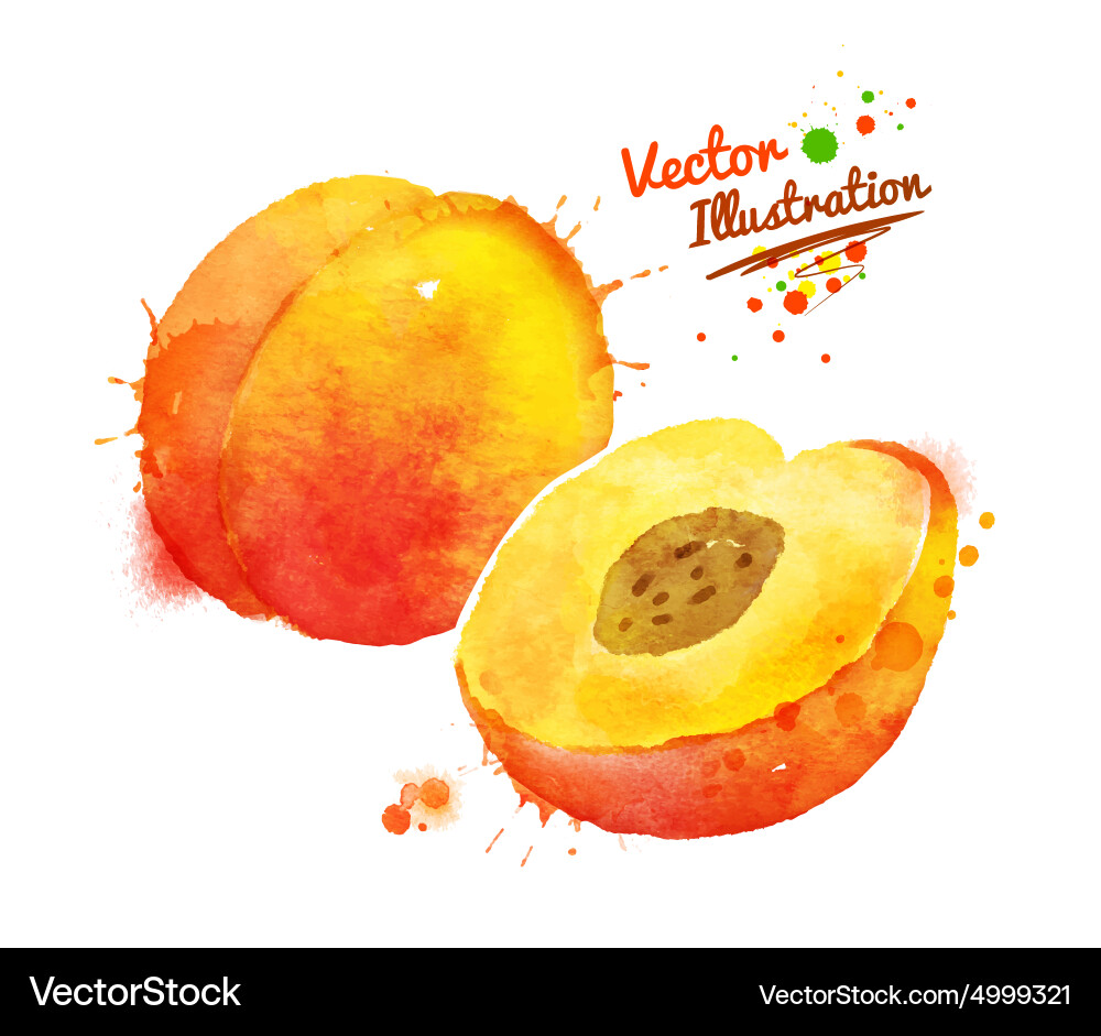 Watercolor peach Royalty Free Vector Image - VectorStock