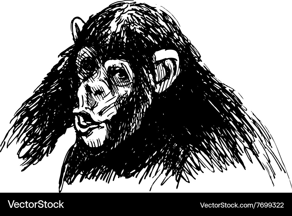 Hand sketch of a young chimpanzee Royalty Free Vector Image