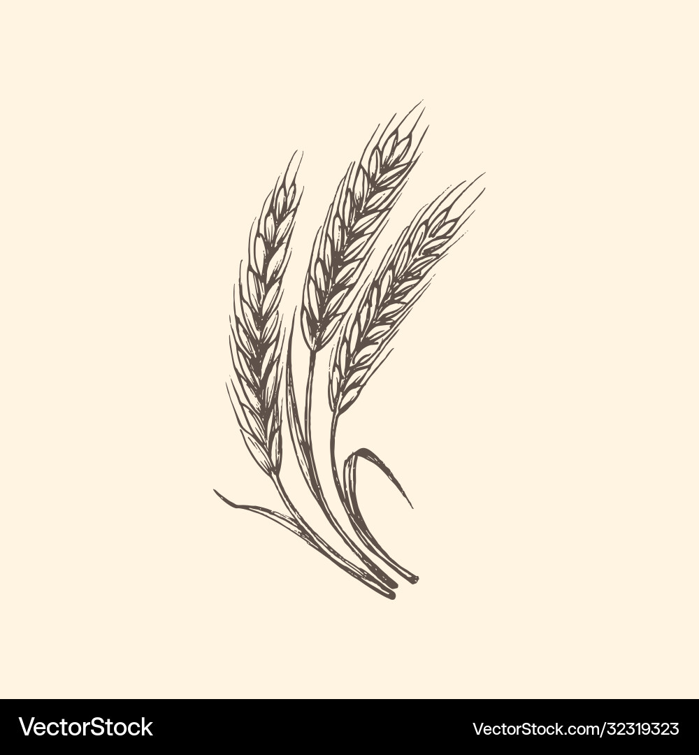 Wheat ear in drawn rye spike Royalty Free Vector Image