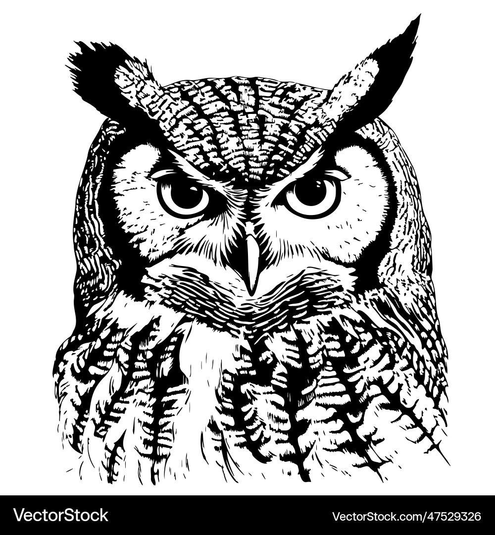 Owl head sketch hand drawn Royalty Free Vector Image