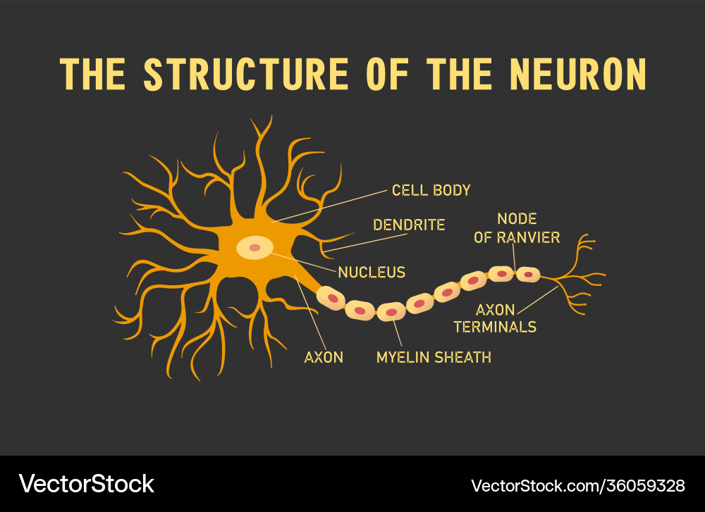 Structure brain neuron Royalty Free Vector Image