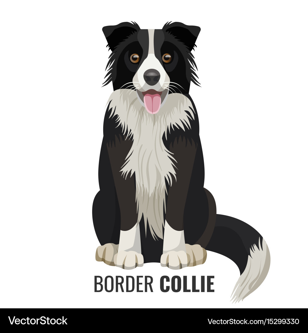 Border collie pet isolated on white Royalty Free Vector