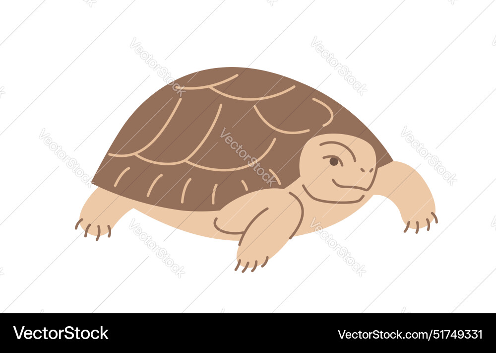 Turtle reptile pet doodle hand drawn character Vector Image