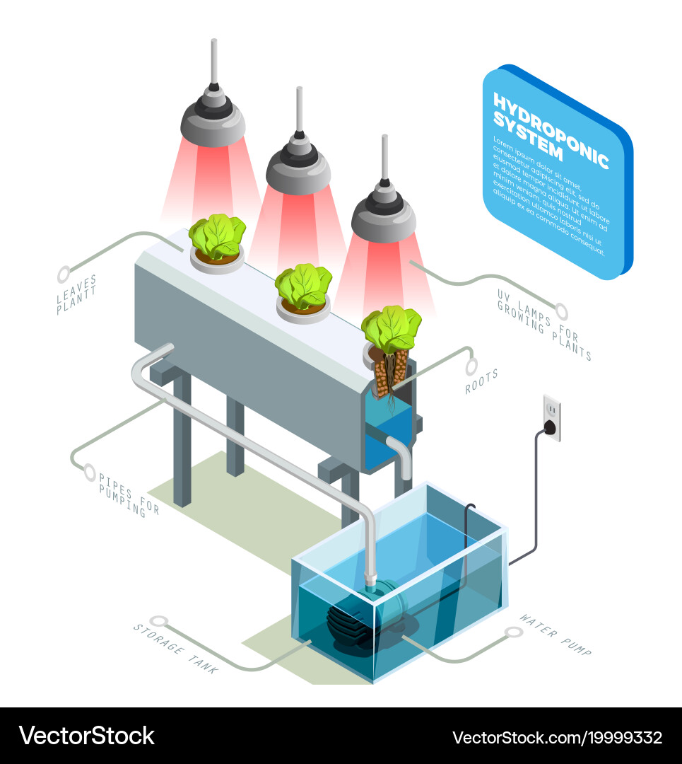Hydroponic system infographic layout Royalty Free Vector
