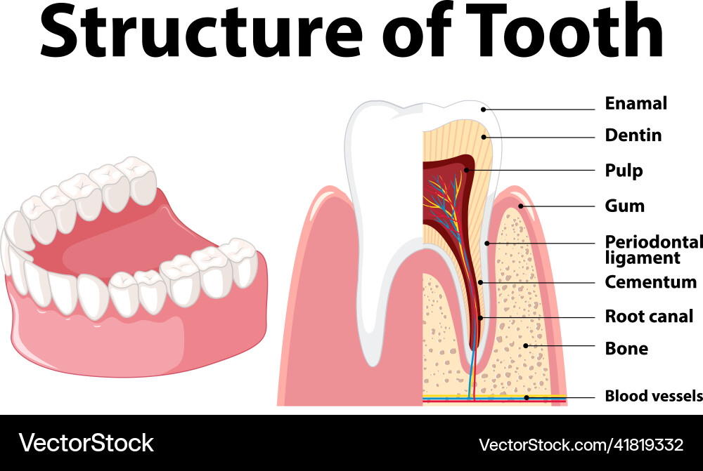 Infographic of human in structure tooth Royalty Free Vector