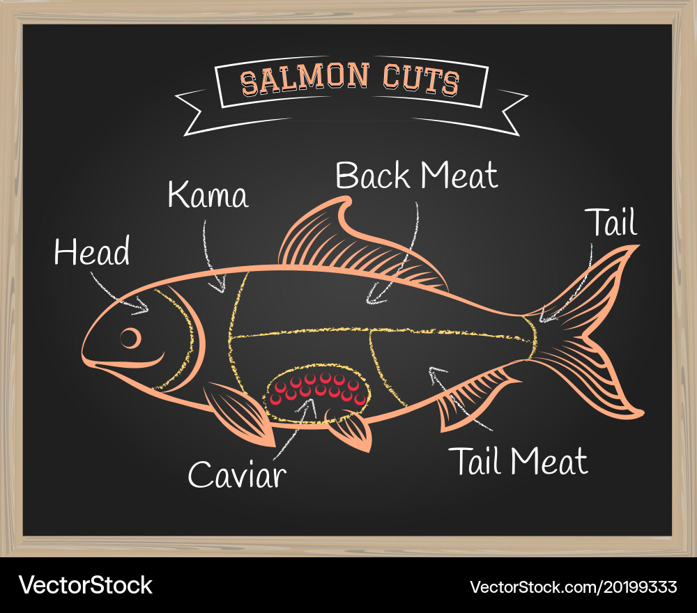 Salmon Cut Diagram Royalty Free Vector Image - VectorStock