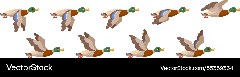 Duck fly animation ducks flight wing pose Vector Image