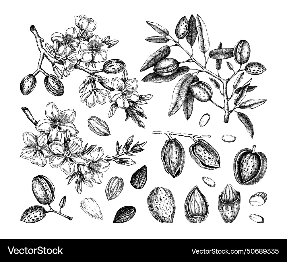 Almond nut sketches set hand-drawn vintage Vector Image