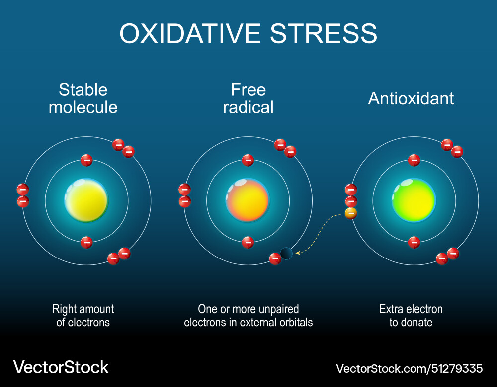 Free Radical Stabilization - Antioxidant Action Vector Image