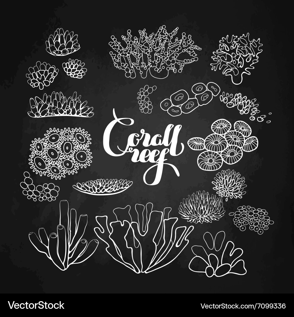 Collection of coral reef elements Royalty Free Vector Image