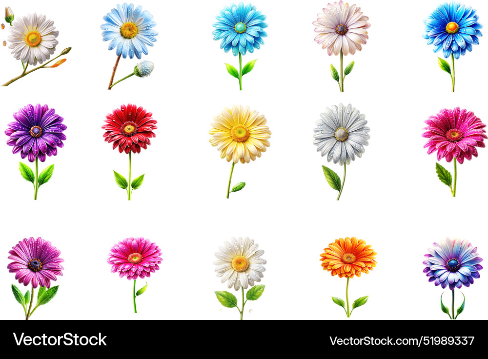 African daisy art Royalty Free Vector Image - VectorStock