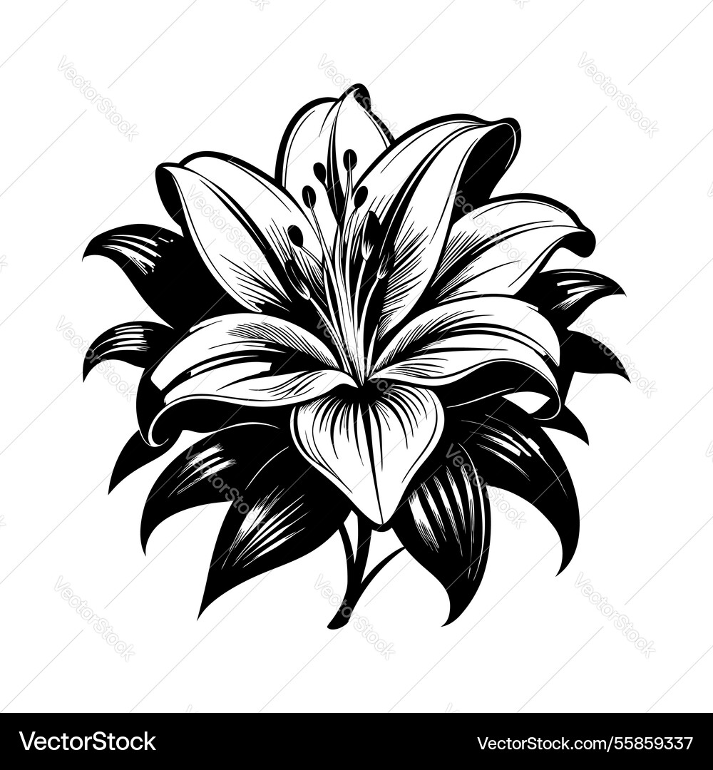 White lily design Royalty Free Vector Image - VectorStock