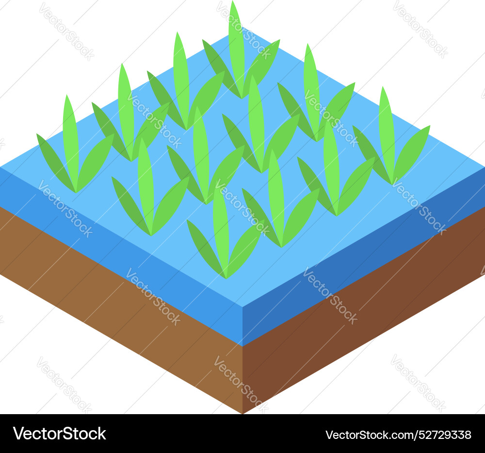 Rice paddy field plantation growing on water Vector Image