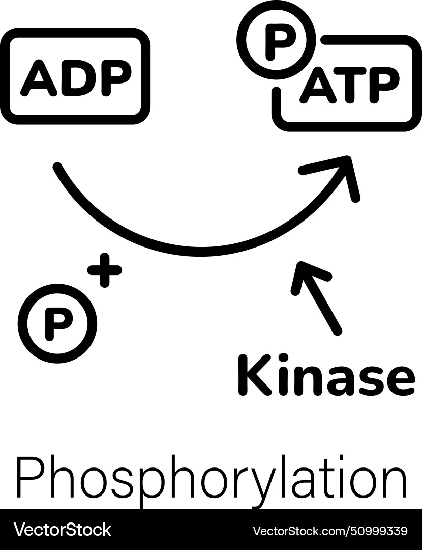 Phosphorylation Royalty Free Vector Image - VectorStock