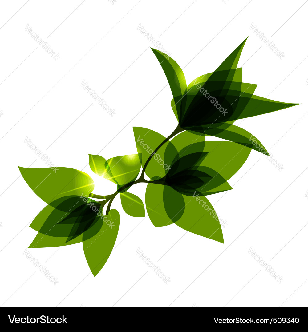 Leaves Royalty Free Vector Image - VectorStock